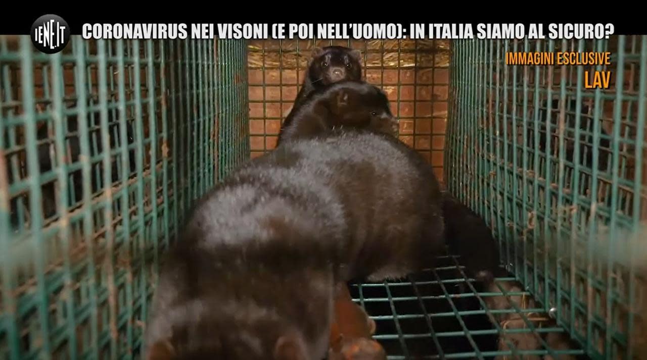 Le Iene: Coronavirus, visoni contagiati: l'Italia è al sicuro? | Mediaset Infinity