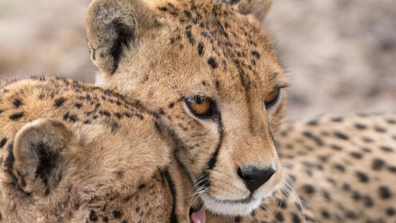 Dynasties 2, dal 21 giugno su Rete 4 e in streaming | Mediaset Infinity