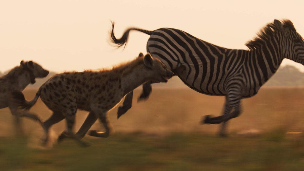 Dynasties 2, la seconda puntata del documentario BBC di David ...